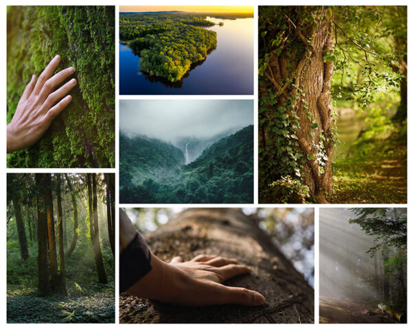 Impariamo a conoscere la foresta, un ecosistema in continuo ...